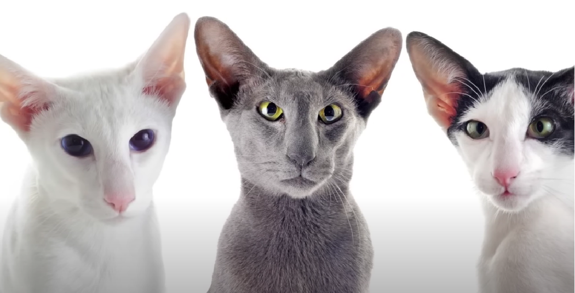 Inbred Cats: Everything You Should to Know - KittenWiki