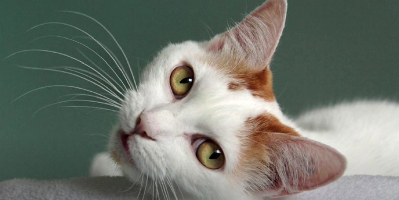 Korean Cat Breeds - KittenWiki