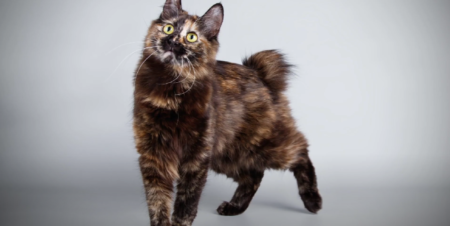 Korean Cat Breeds - KittenWiki