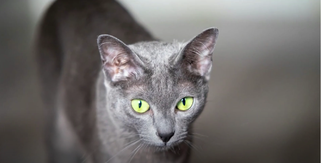 Least Affectionate Cat Breeds - KittenWiki