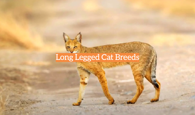 Long Legged Cat Breeds - KittenWiki