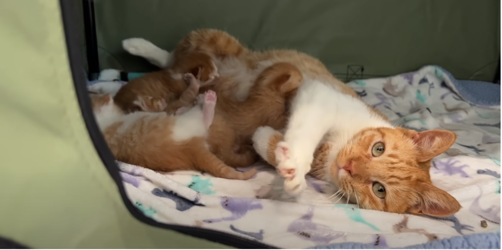 Mother Cat Sitting on Kittens: What Does It Mean? - KittenWiki