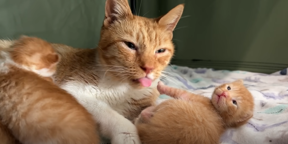 Mother Cat Sitting on Kittens: What Does It Mean? - KittenWiki