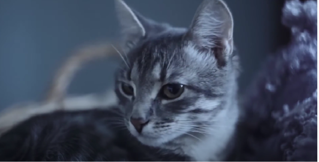 Round Faced Cat Breeds - KittenWiki