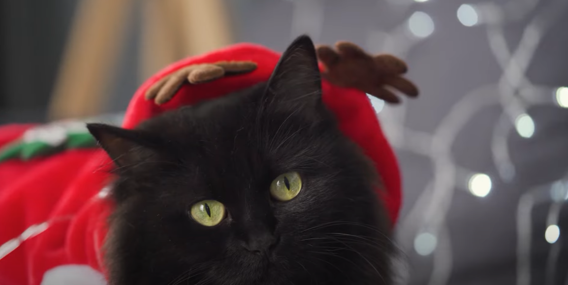 Round Faced Cat Breeds - KittenWiki