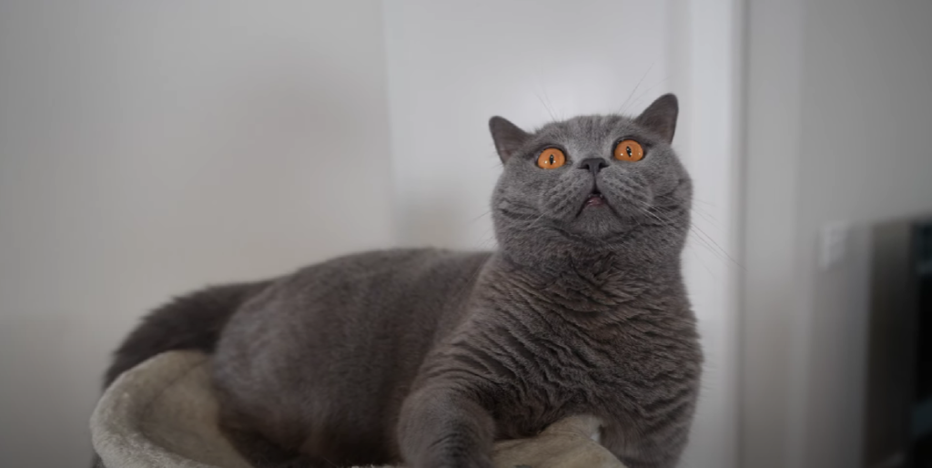 Round Faced Cat Breeds - KittenWiki