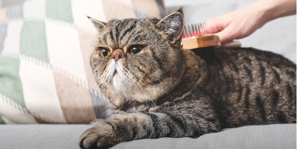 Round Faced Cat Breeds - KittenWiki