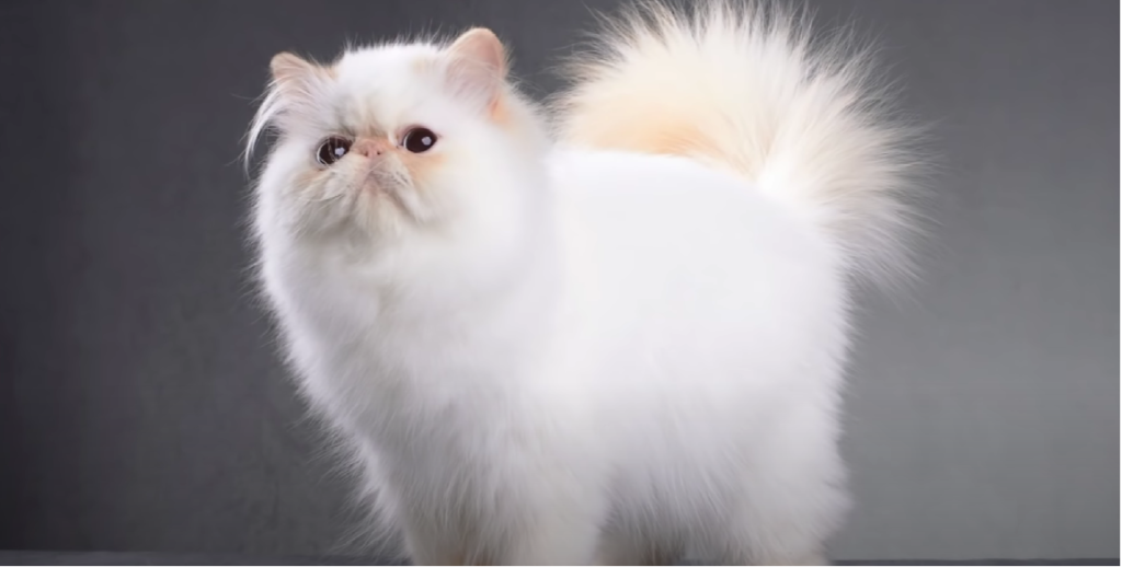 Round Faced Cat Breeds - KittenWiki