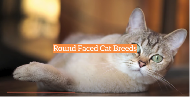 Round Faced Cat Breeds - KittenWiki