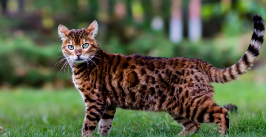 What Is the Average Size of a Bengal Cat? - KittenWiki