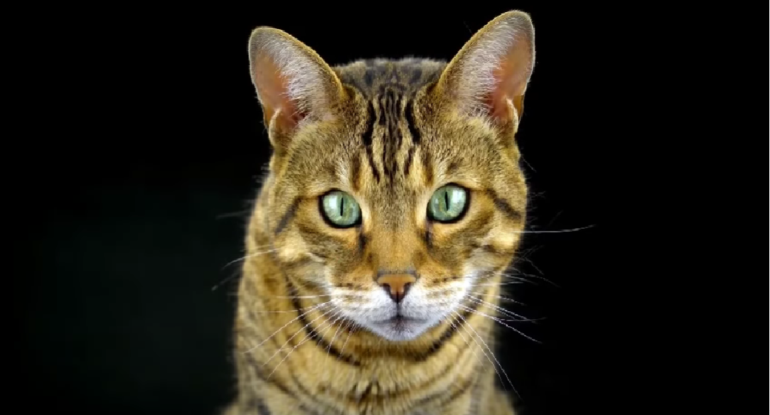 What to Expect From a Savannah Bengal Cat Mix? - KittenWiki