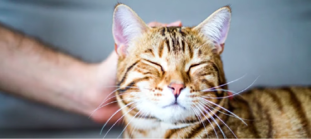 What to Expect From a Savannah Bengal Cat Mix? - KittenWiki