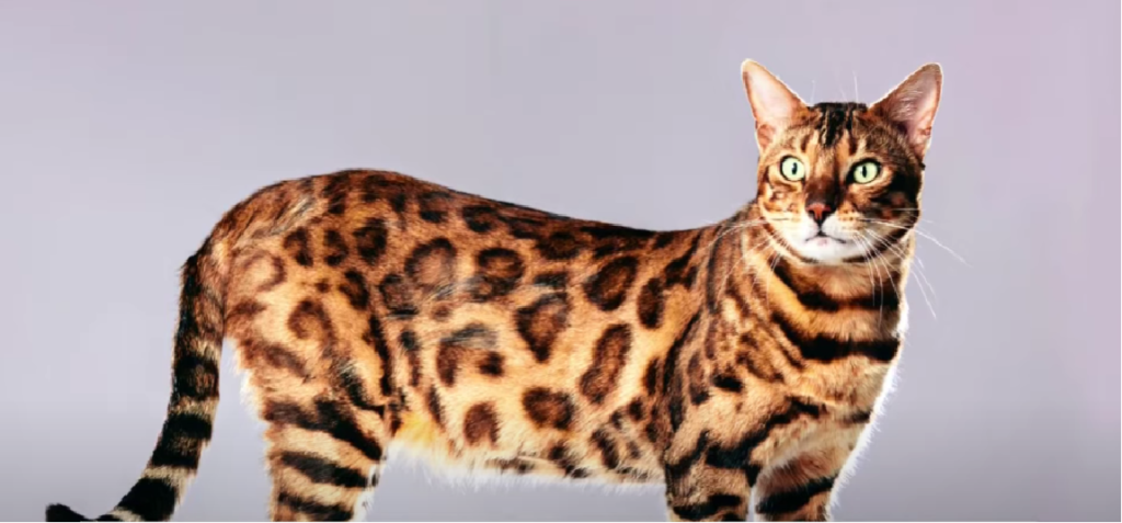 What to Expect From a Savannah Bengal Cat Mix? - KittenWiki