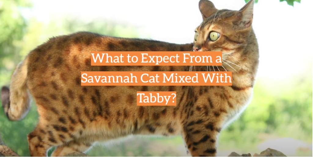 What to Expect From a Savannah Cat Mixed With Tabby? - KittenWiki
