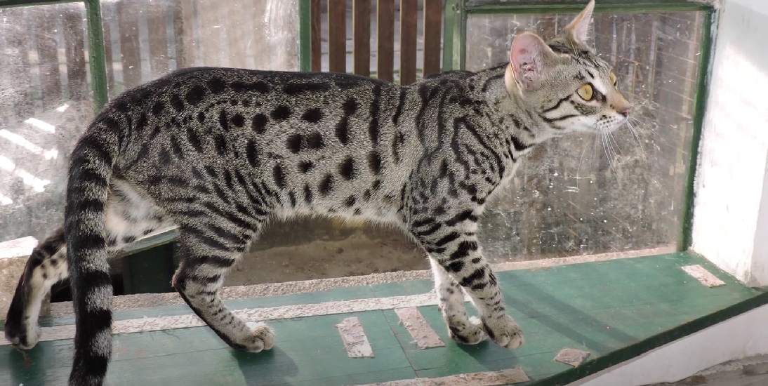 What to Expect From a Savannah Cat Mixed With Tabby? - KittenWiki