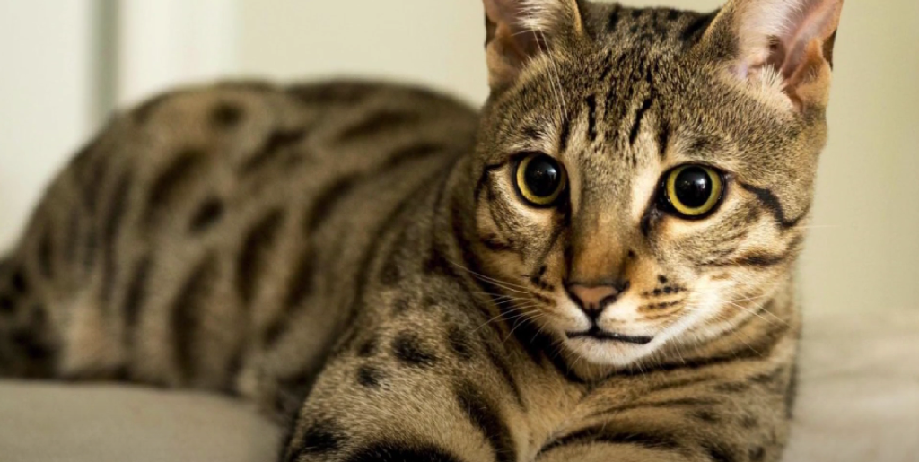 What to Expect From a Savannah Cat Mixed With Tabby? - KittenWiki
