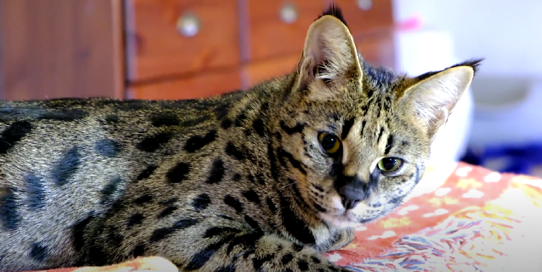 What to Expect From a Savannah Cat Mixed With Tabby? - KittenWiki