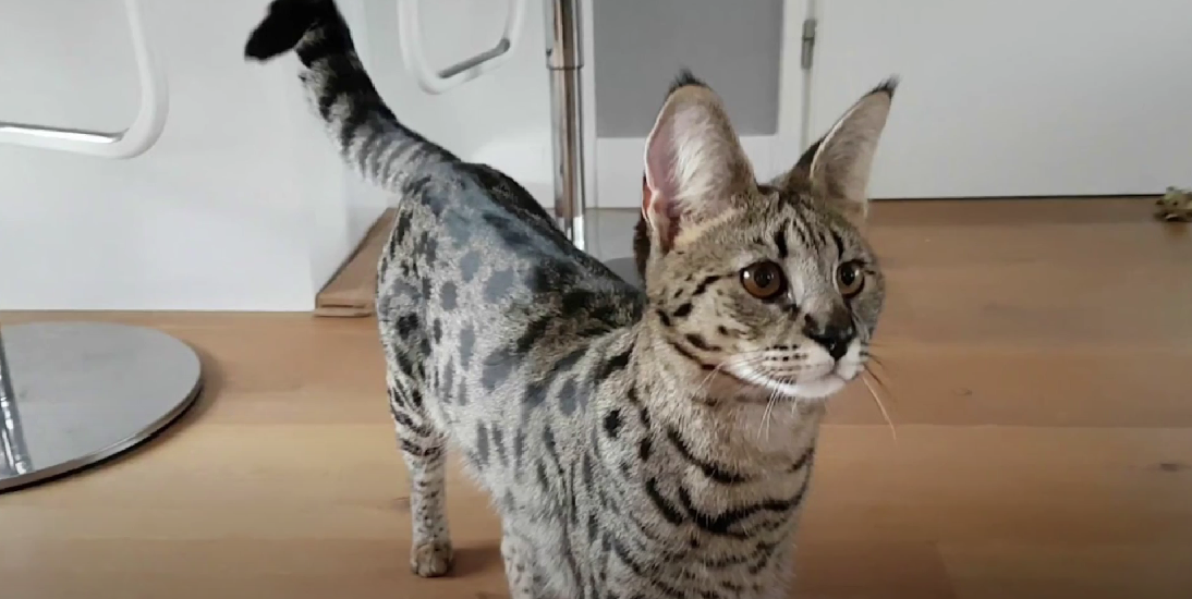 What to Expect From a Savannah Cat Mixed With Tabby? - KittenWiki