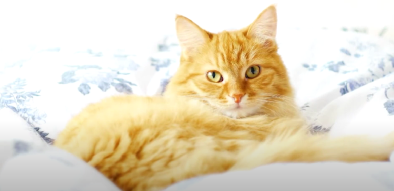 Where Can I Declaw My Cat for Free? - KittenWiki