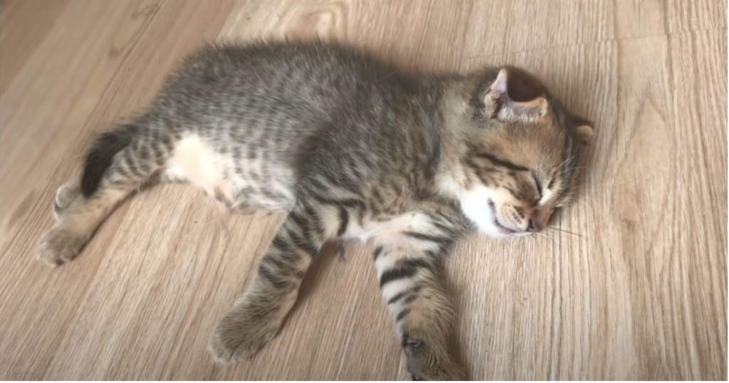 Why Do Cats Sleep With Their Face Down? - KittenWiki