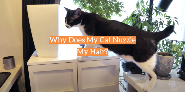 Why Does My Cat Nuzzle My Hair? - KittenWiki