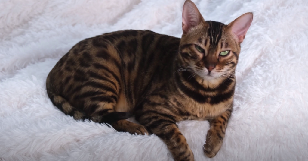 Bengal Cat Colors and Patterns - KittenWiki