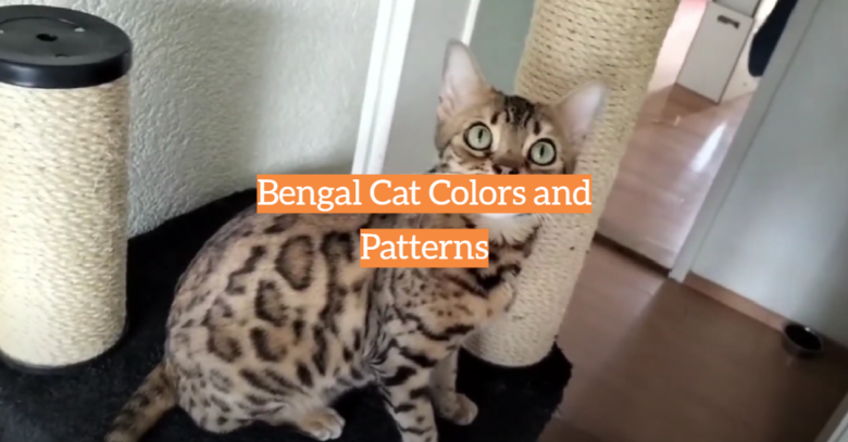 Bengal Cat Colors and Patterns - KittenWiki