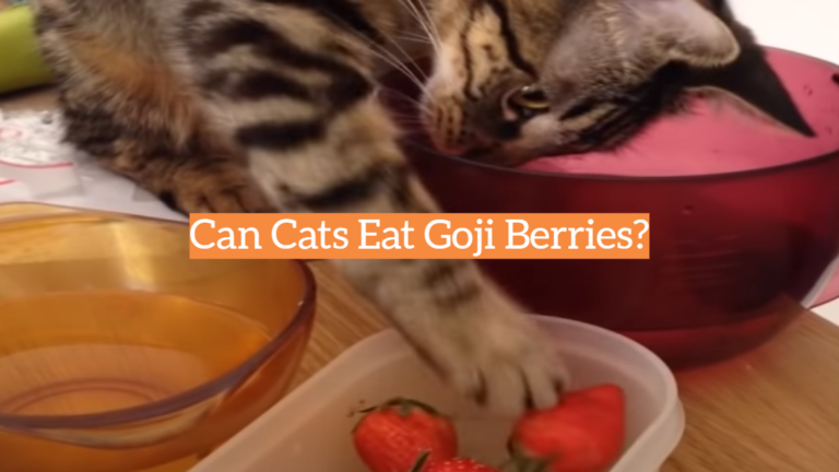 Can Cats Eat Goji Berries? - KittenWiki
