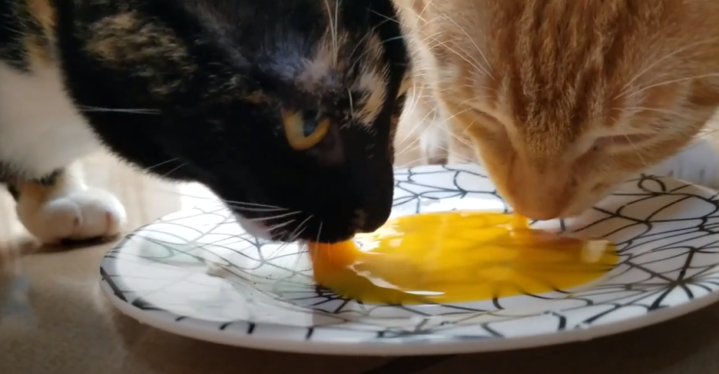 Can Cats Eat Quail Egg Shells? - KittenWiki