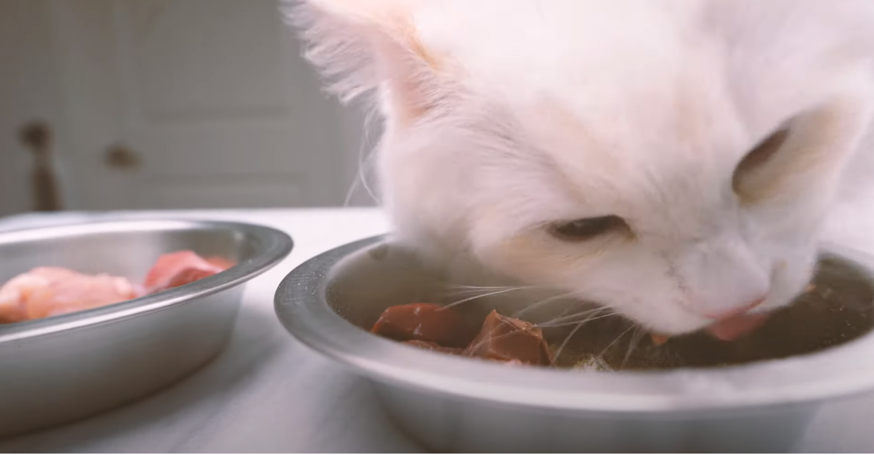 Can Cats Eat Raw Bacon? - KittenWiki
