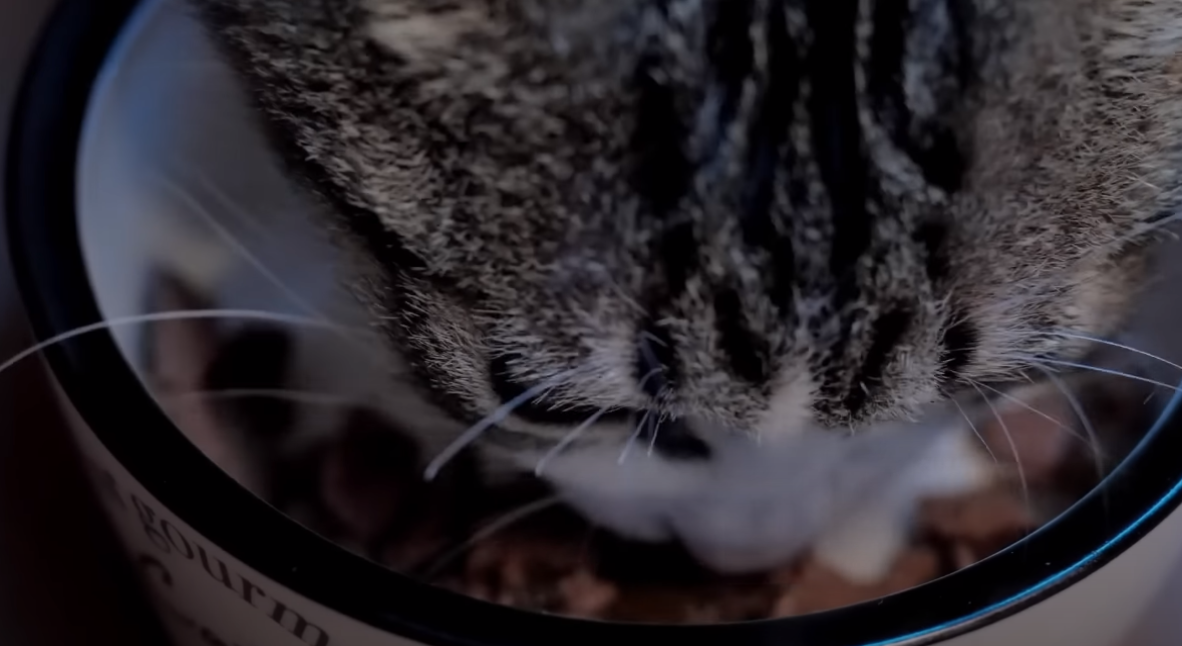 Can Cats Eat Raw Bacon? - KittenWiki