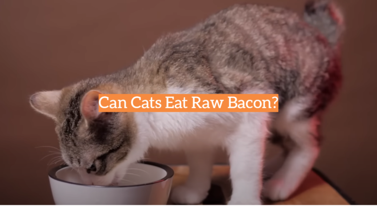 Can Cats Eat Raw Bacon? - KittenWiki