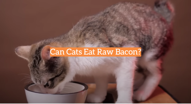 Can Cats Eat Raw Bacon? - KittenWiki