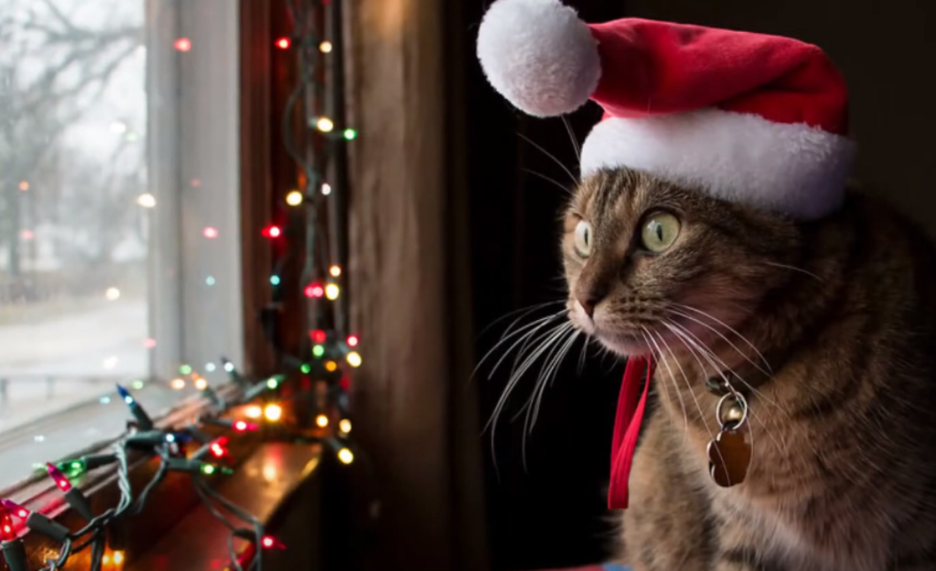 Christmas Cat Names- KittenWiki