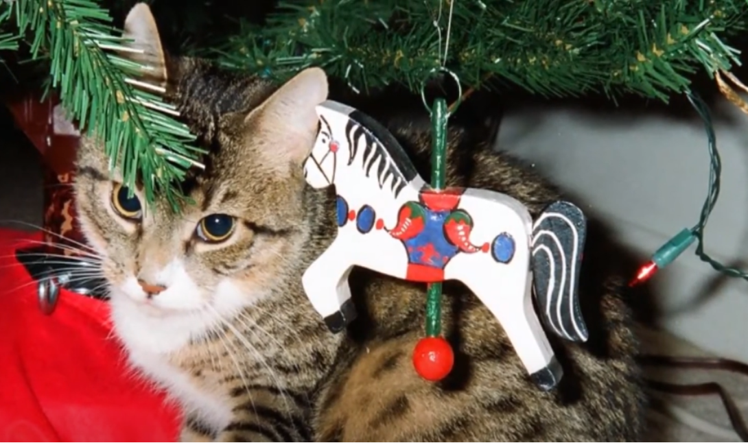 Christmas Cat Names- KittenWiki
