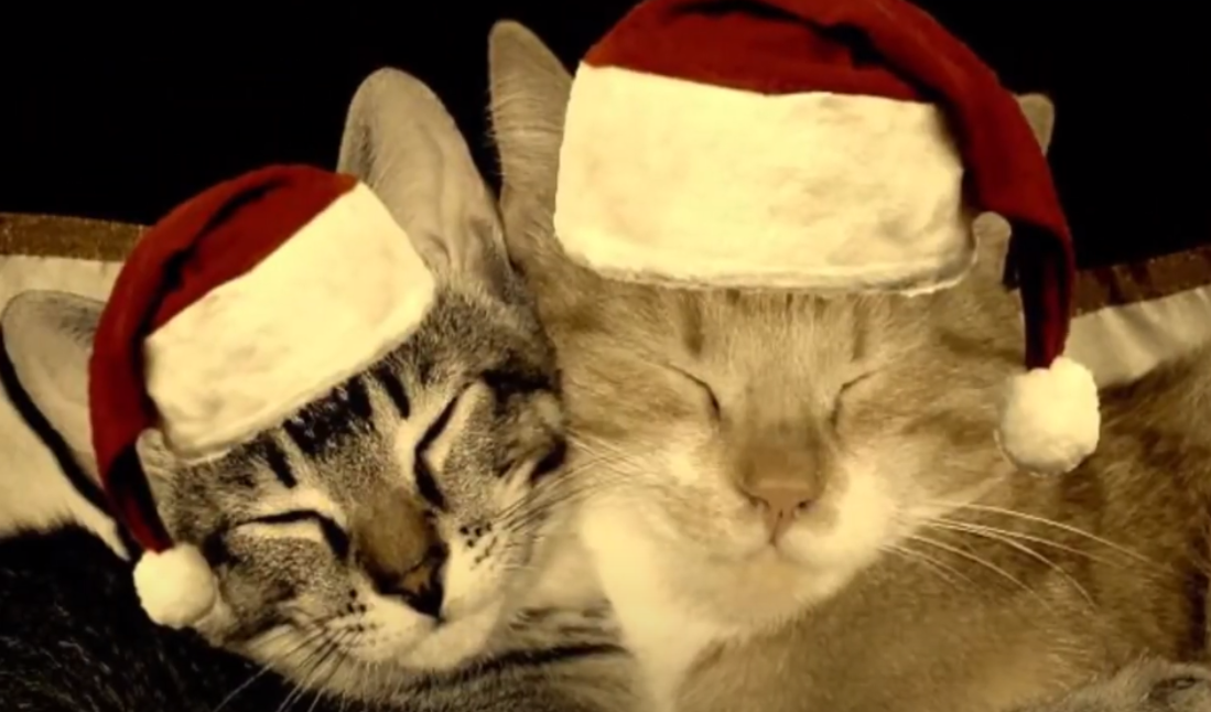 Christmas Cat Names- KittenWiki