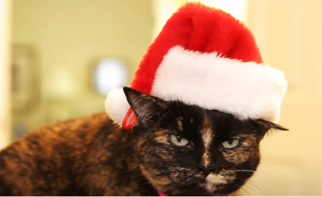 Christmas Cat Names- KittenWiki