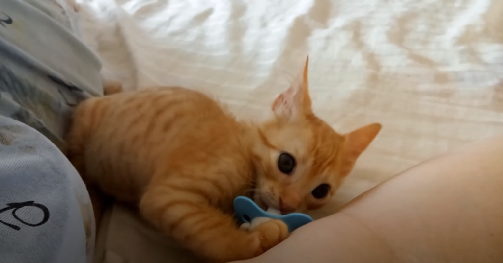 How to Make a Kitten Pacifier? - KittenWiki