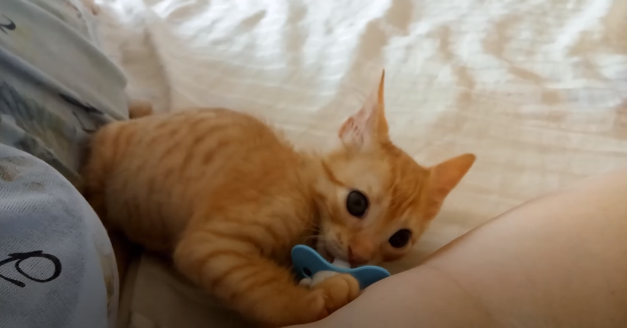 How to Make a Kitten Pacifier? - KittenWiki