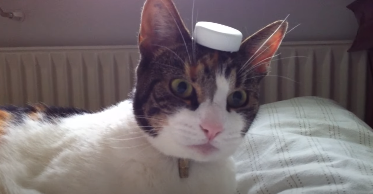 How to Make a Kitten Pacifier? - KittenWiki