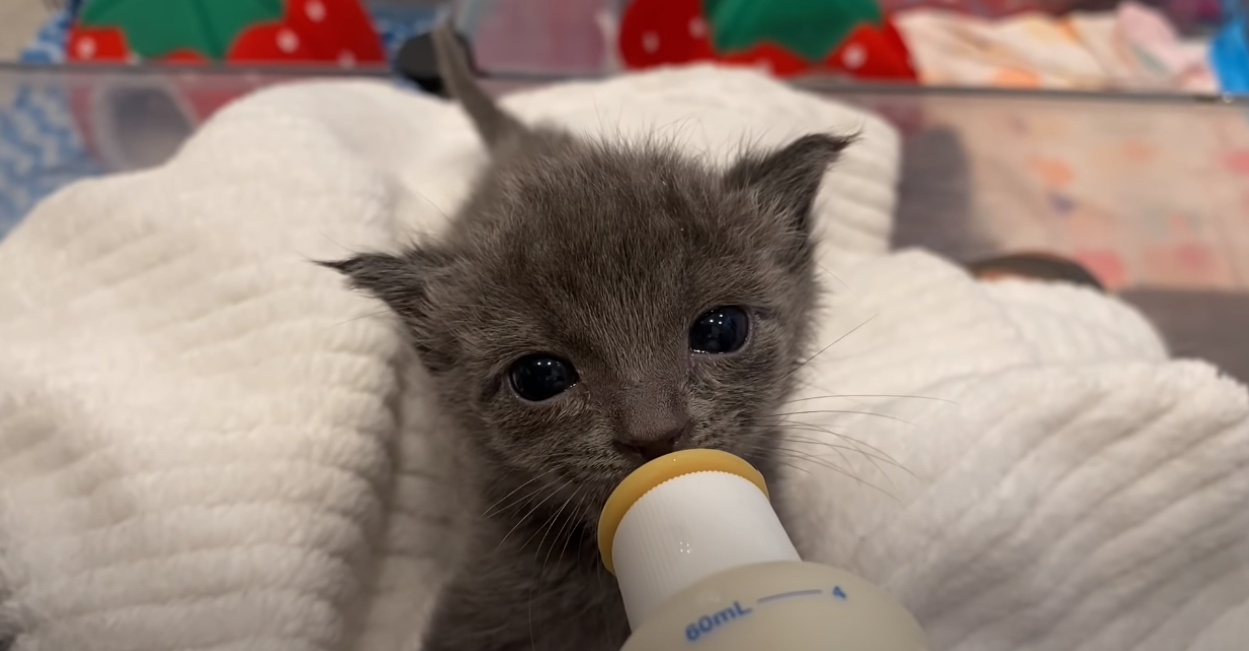 How to Make a Kitten Pacifier? - KittenWiki