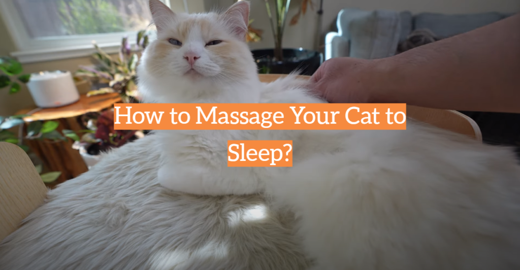 How to Massage Your Cat to Sleep? - KittenWiki