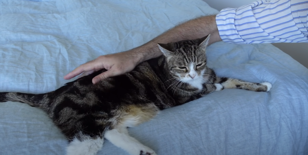 How to Massage Your Cat to Sleep? - KittenWiki