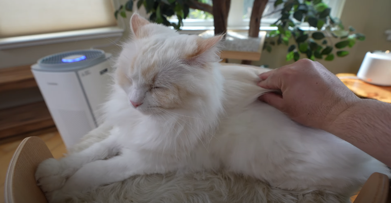 How to Massage Your Cat to Sleep? - KittenWiki