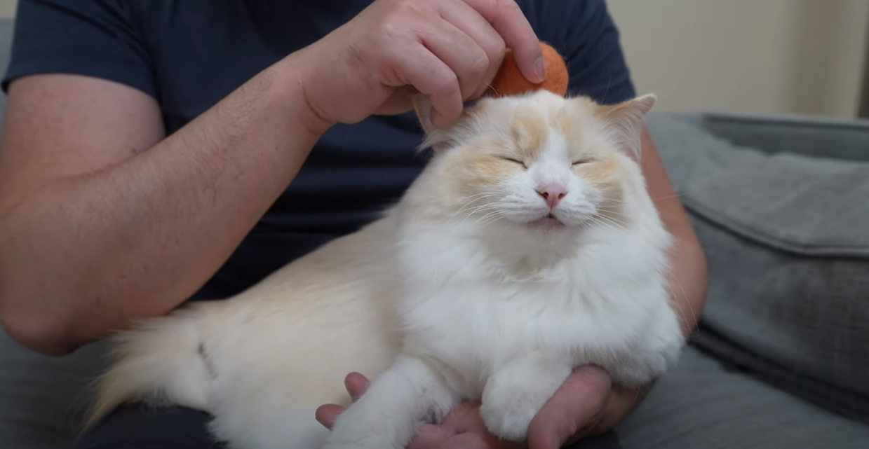 How to Massage Your Cat to Sleep? - KittenWiki