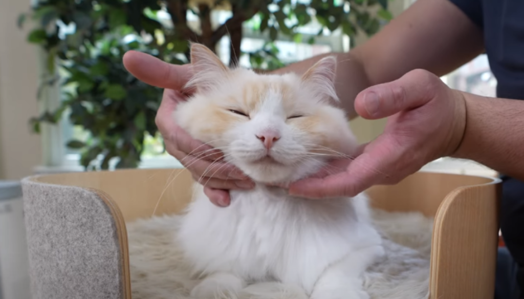 How to Massage Your Cat to Sleep? - KittenWiki