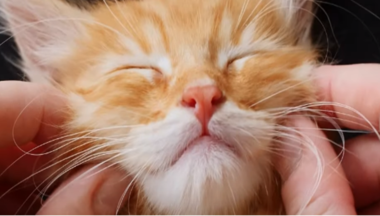 How to Tickle a Cat? - KittenWiki