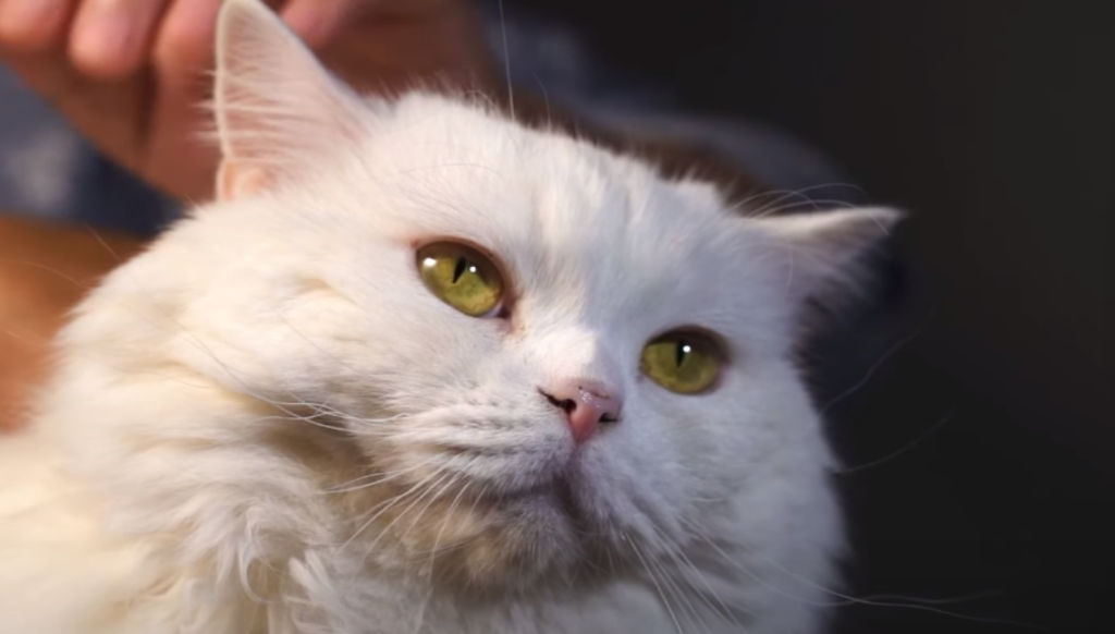 How to Tickle a Cat? - KittenWiki