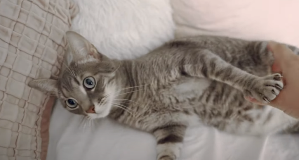 How to Tickle a Cat? - KittenWiki