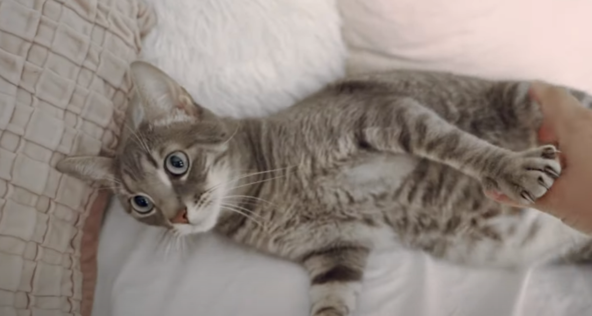 How to Tickle a Cat? - KittenWiki